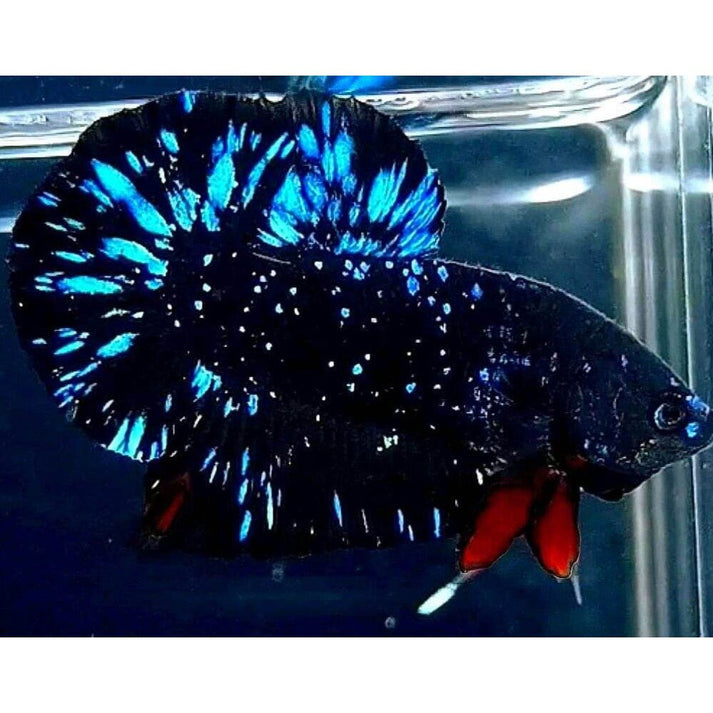 Avatar Betta Fish (Male) – Danaqua Live Fish & More