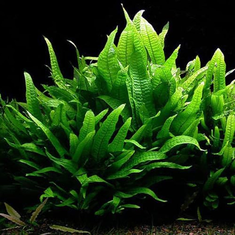 Java Fern Bare Root | Microsorum Pteropus - Low Light Freshwater Aquar ...