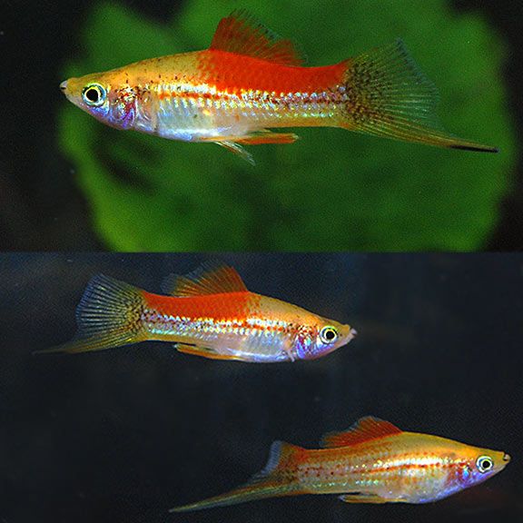 Pineapple Swordtail – Danaqua Live Fish & More