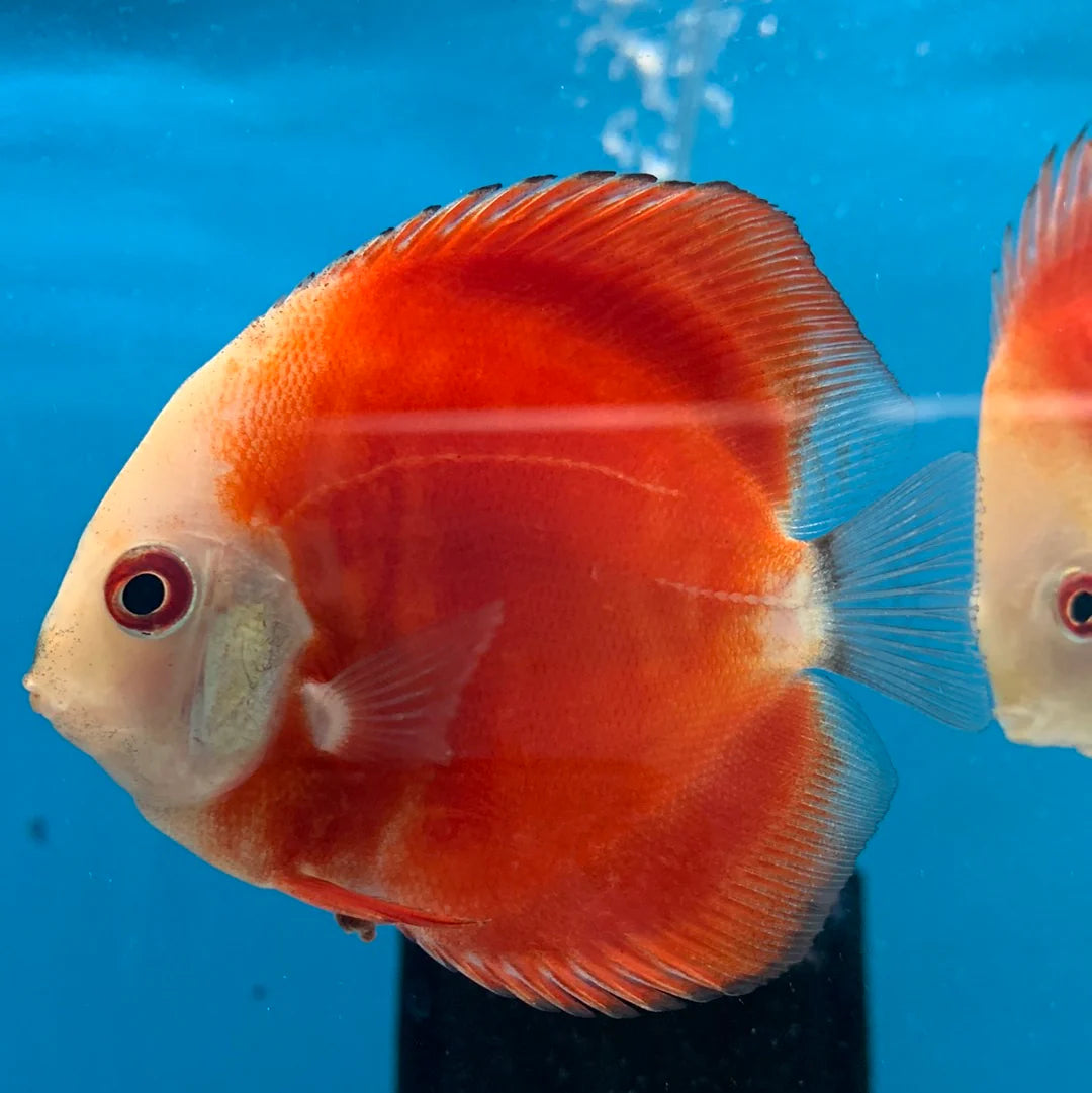 Red Melon Discus (Red Marlboro) – Danaqua Live Fish & More