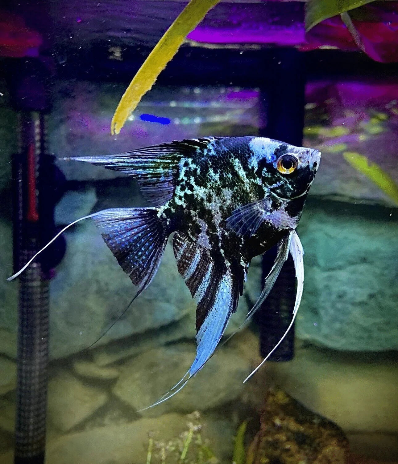 Marble Angelfish (Pterophyllum scalare) MEDIUM – Danaqua Live Fish & More