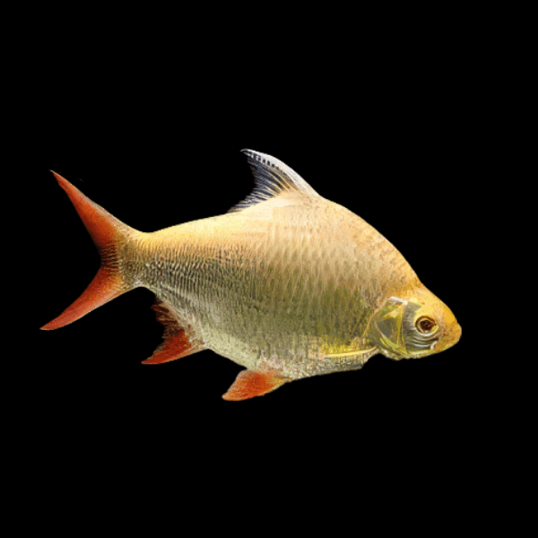 Redtail Tinfoil Albino Barb – Danaqua Live Fish & More