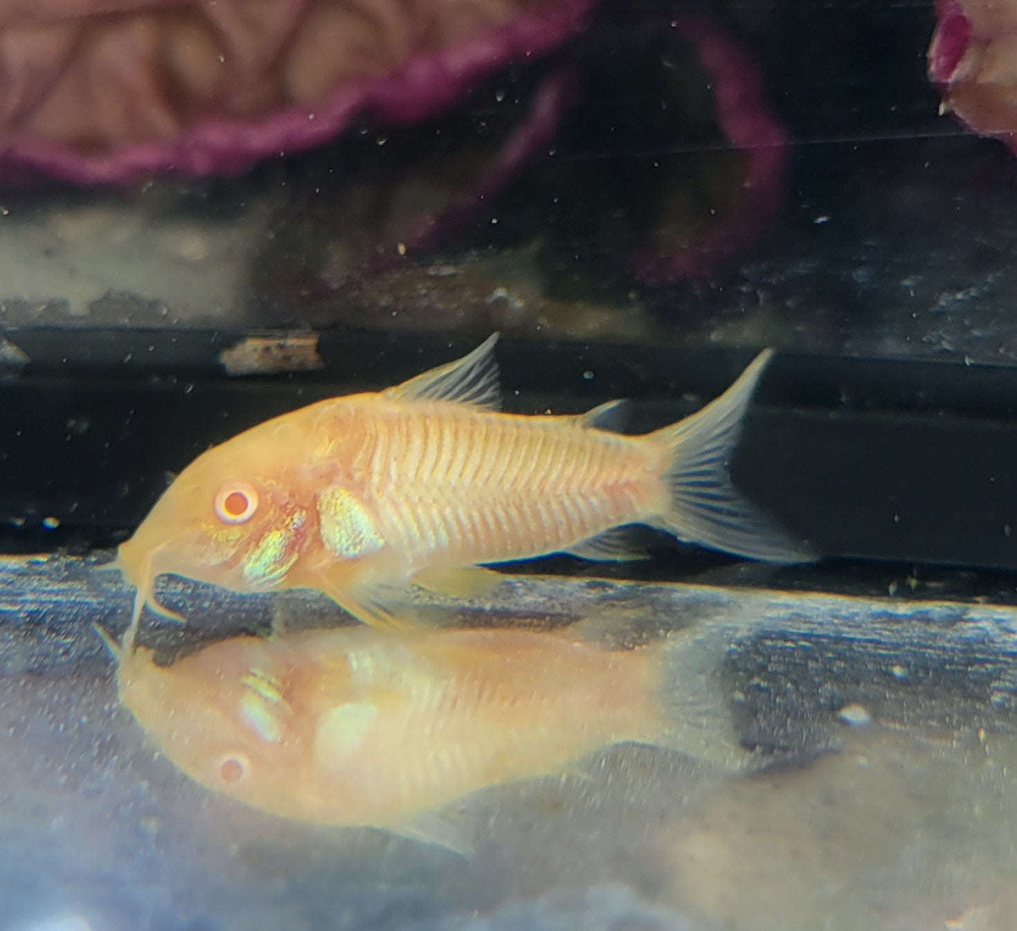 Aeneus Albino Cory (Corydoras aeneus var. albino) – Danaqua Live Fish ...