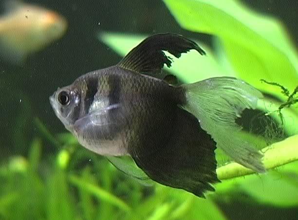 Black Tetra Hi-Fin PACK OF 6 – Danaqua Live Fish & More