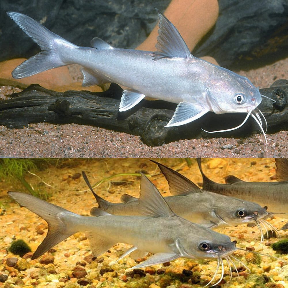 Cory and Catfish – Danaqua Live Fish & More