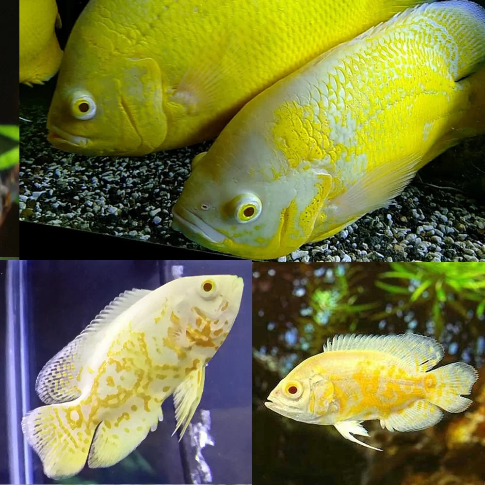 Albino Lemon Oscar (Hemichromis bimaculatus) – Danaqua Live Fish & More
