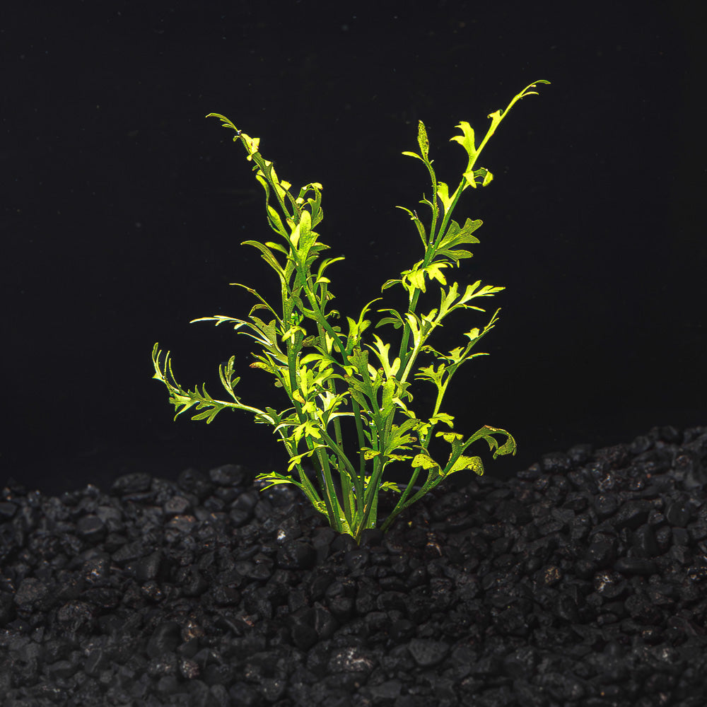 Water Sprite Lace | Indian Fern – Danaqua Live Fish & More