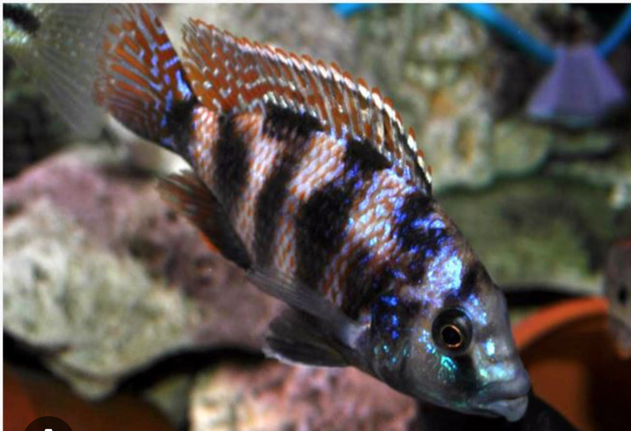 Placidochromis milomo VC-10 2" – Danaqua Live Fish & More