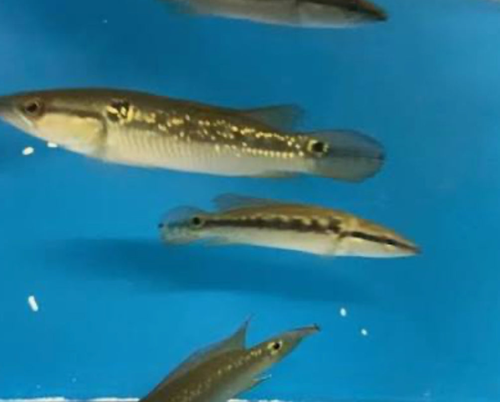 "Pike Jewel Fish" SMALL – Danaqua Live Fish & More