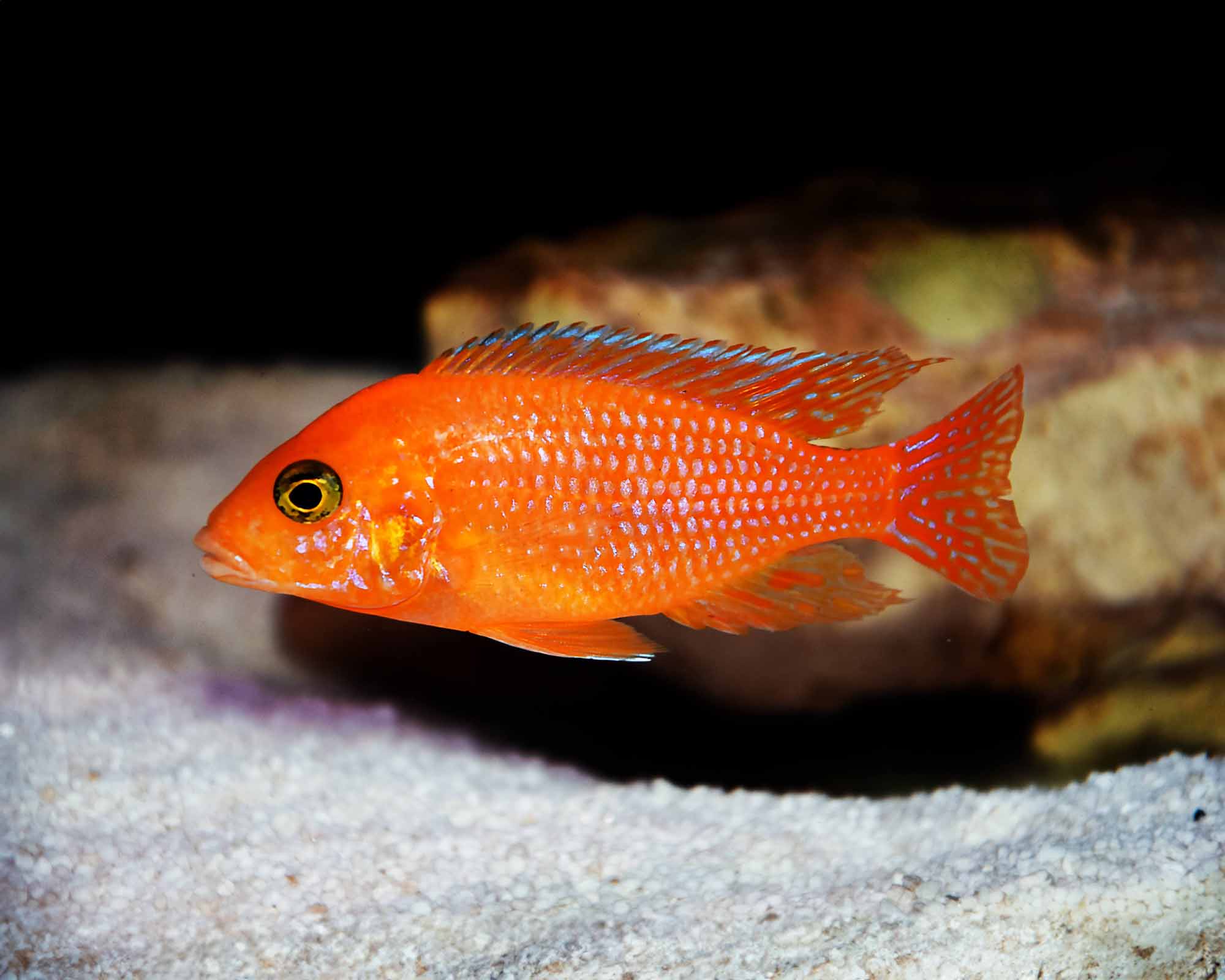 Red Zebra – Danaqua Live Fish & More
