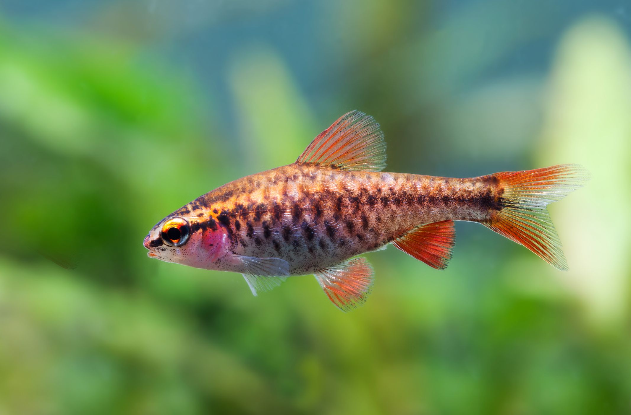 Cherry barbs PACK OF 6 – Danaqua Live Fish & More