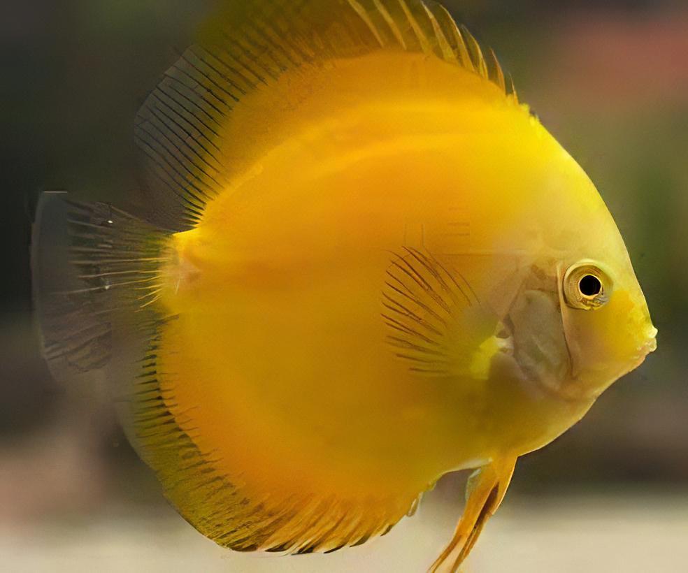 Golden Discus 4" – Danaqua Live Fish & More