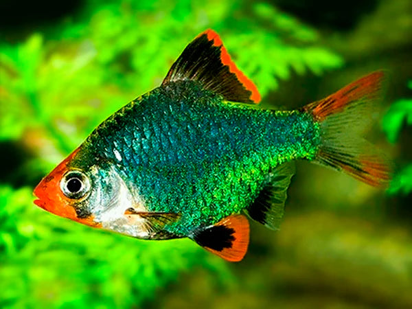 Emerald Green Barb – Danaqua Live Fish & More