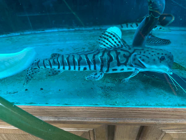 Dolphin Head Tiger ShovelNose Catfish 16" – Danaqua Live Fish & More