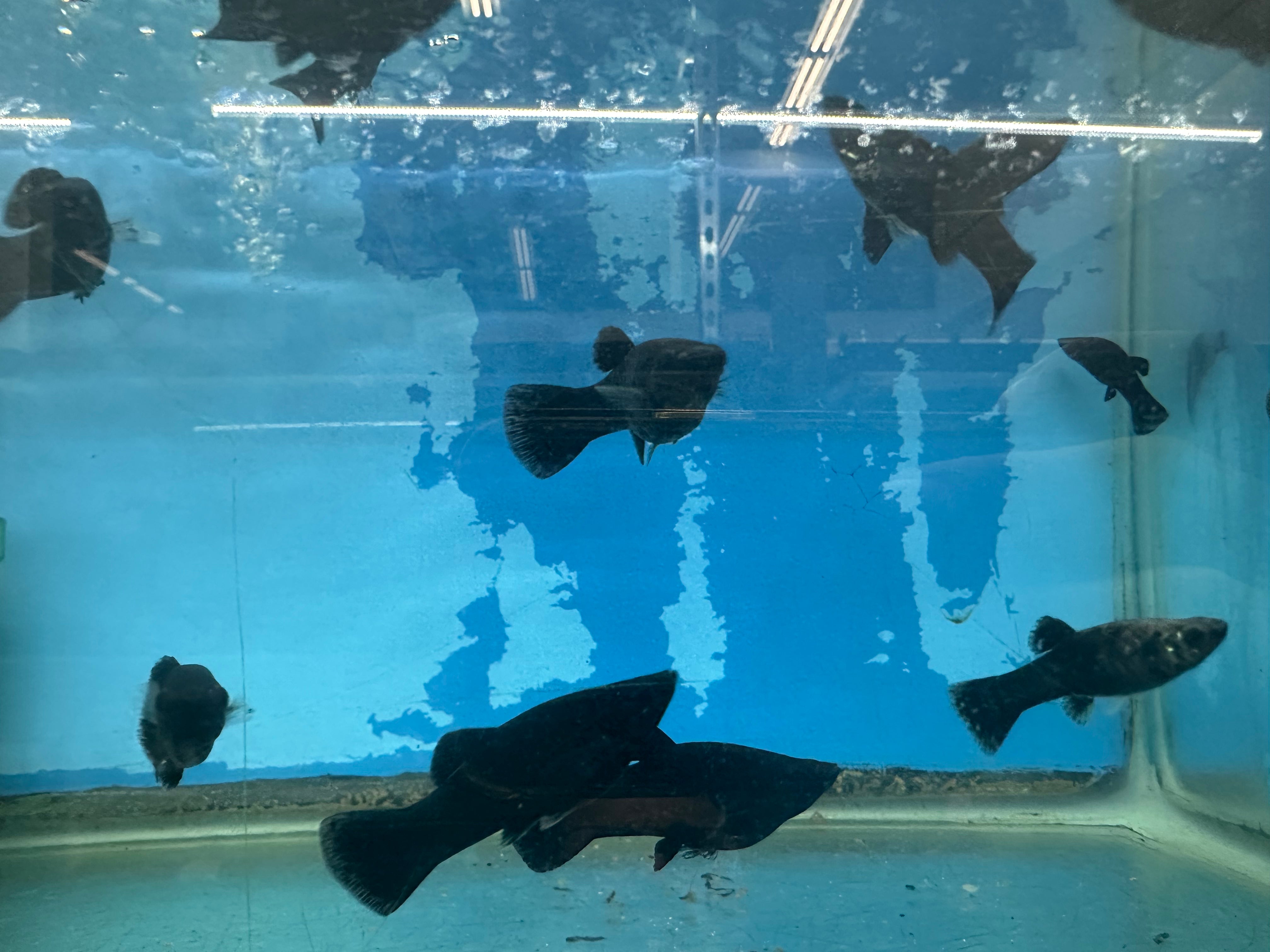 Yucatan Molly – Danaqua Live Fish & More