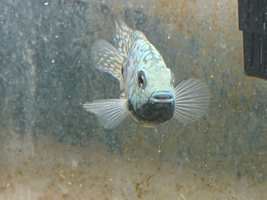 American Cichlids for Sale | Live Freshwater Fish USA – Danaqua Live ...