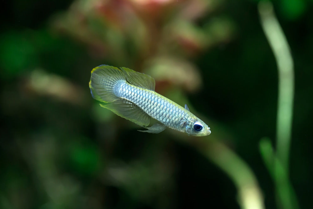 The Killie Lamp-Eye - Norman's Lampeye Killifish (Poropanchax normani ...