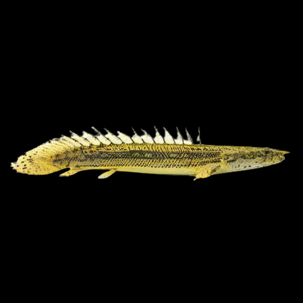 MISCELLANEOUS – Danaqua Live Fish & More