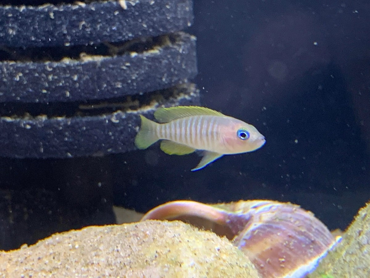 Multies Shell Dweller Cichlid (Neolamprologus multifasciatus) – Danaqua ...