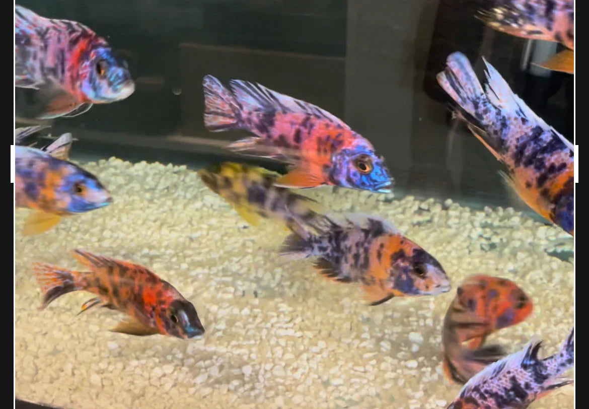 OB Peacock Cichlids (Red/Pink/Purple/Blue) – Danaqua Live Fish & More