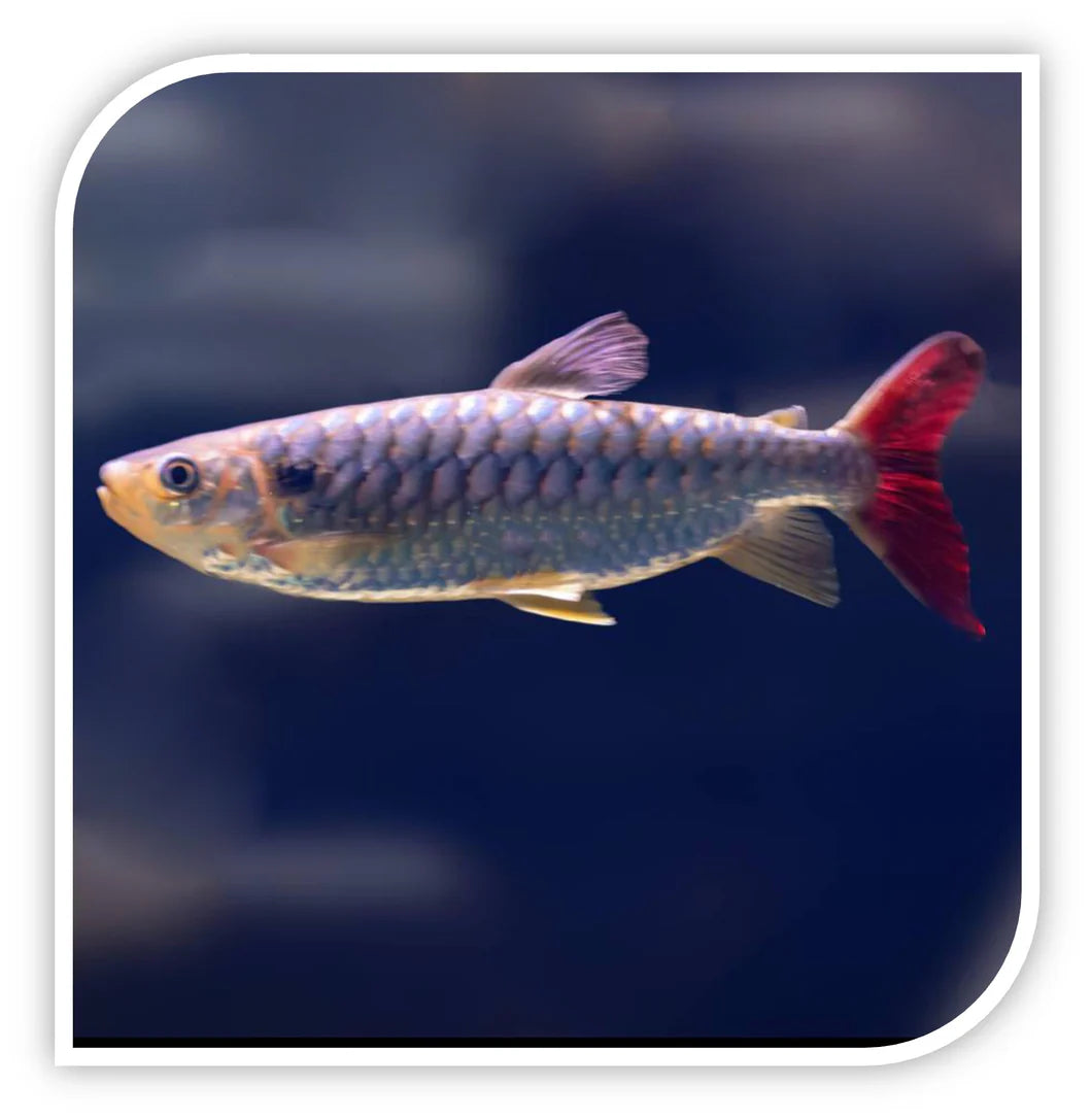 Pinktail Chalceus (Chalceus macrolepidotus) – Danaqua Live Fish & More
