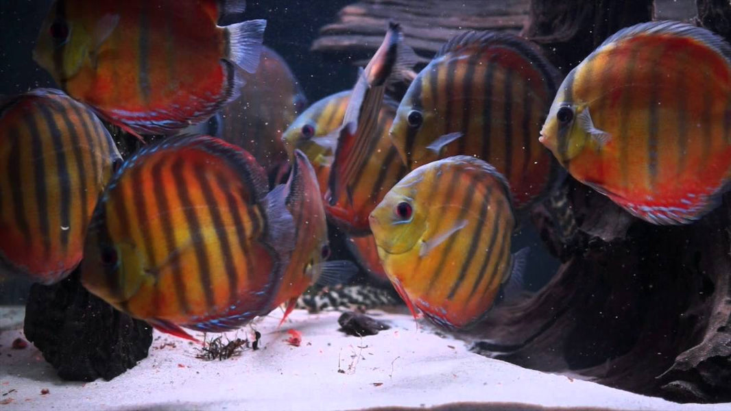 DISCUS – Danaqua Live Fish & More