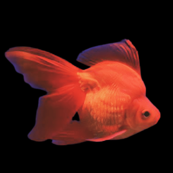Red Ryukin goldfish 2"-3" – Danaqua Live Fish & More