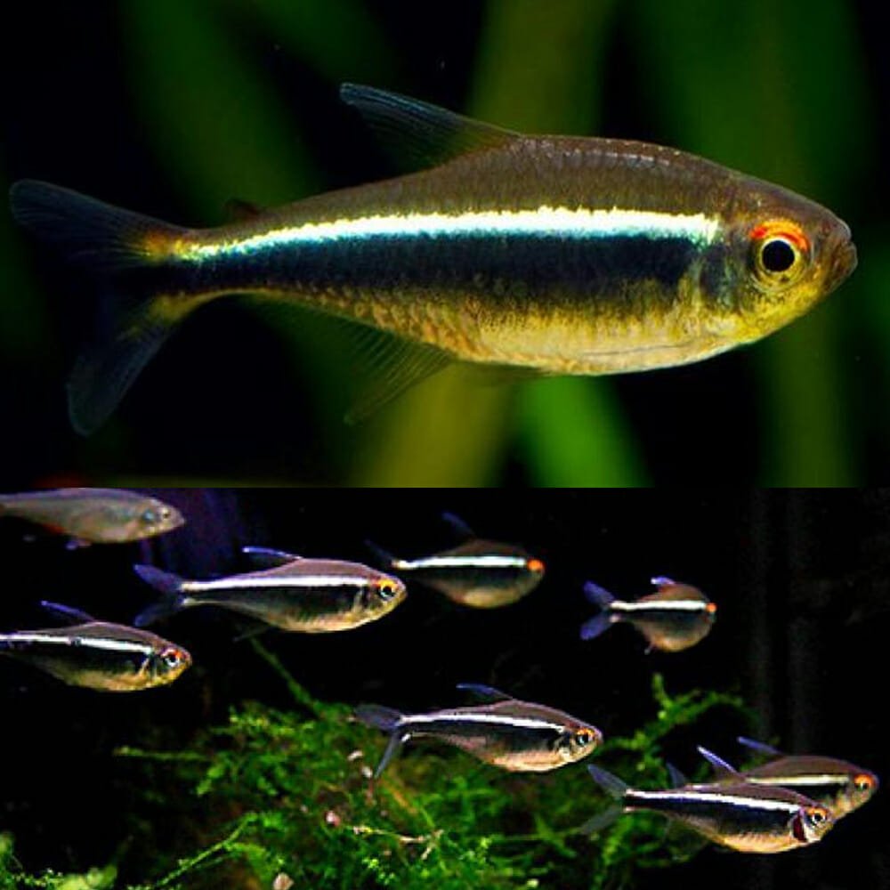 TETRAS – Danaqua Live Fish & More