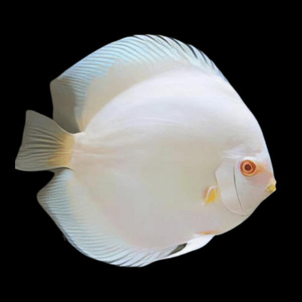 Snow White Discus (Symphysodon sp.) 4" – Danaqua Live Fish & More
