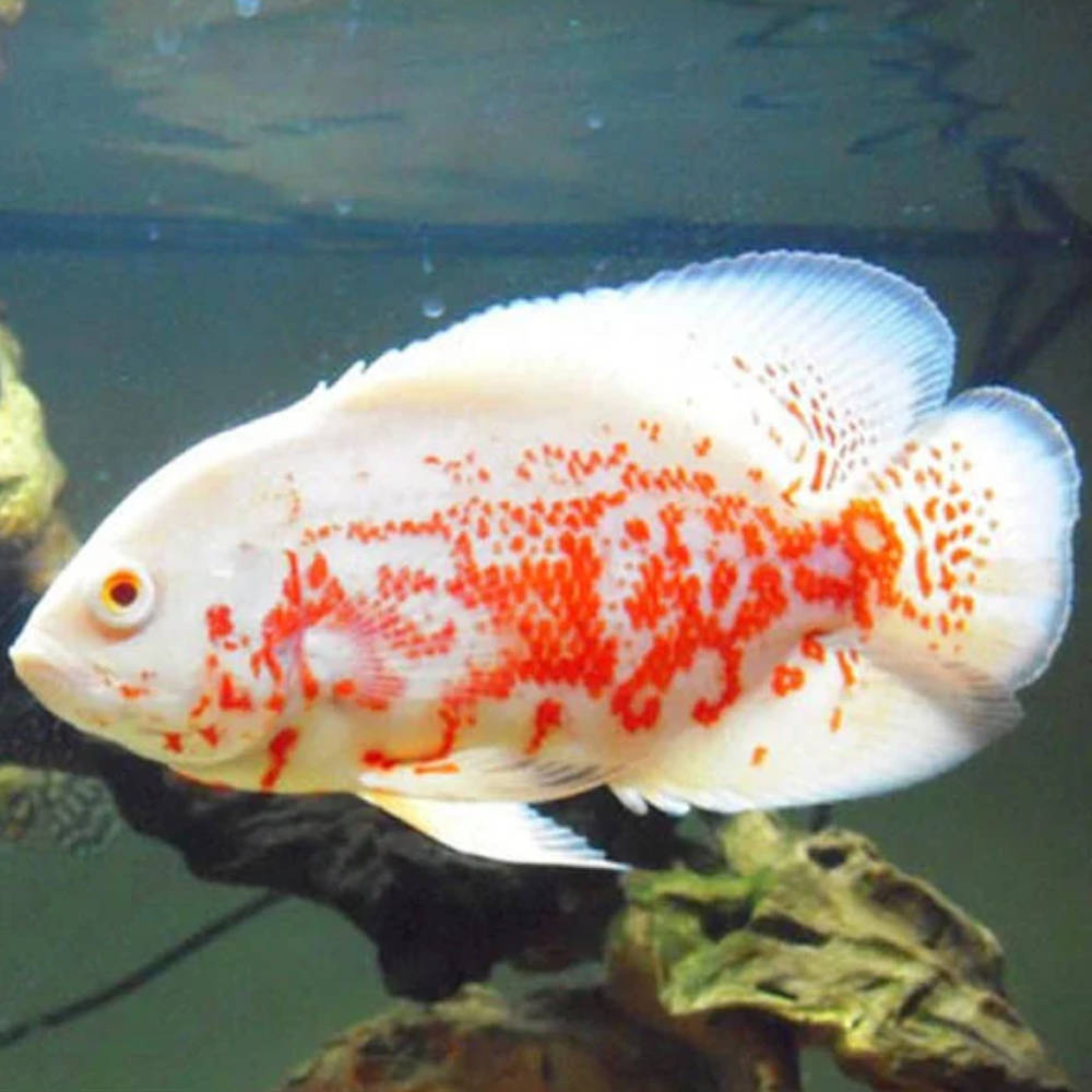 American Cichlids for Sale | Live Freshwater Fish USA – Danaqua Live ...