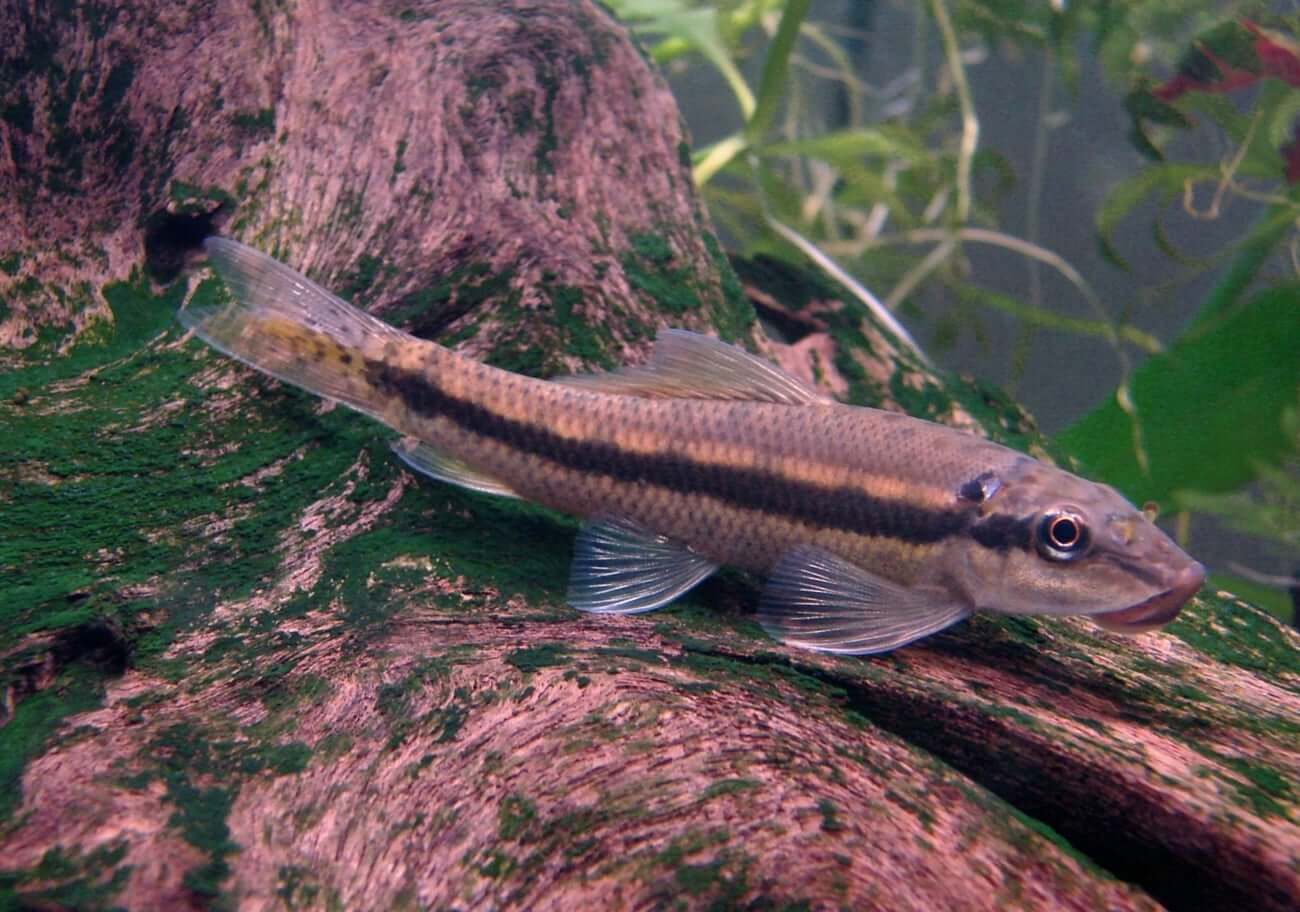 Chinese Algae Eater (Gyrinocheilus aymonieri) – Danaqua Live Fish & More