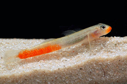 Red Lipstick Goby Sicyopus rubicundus – Danaqua Live Fish & More