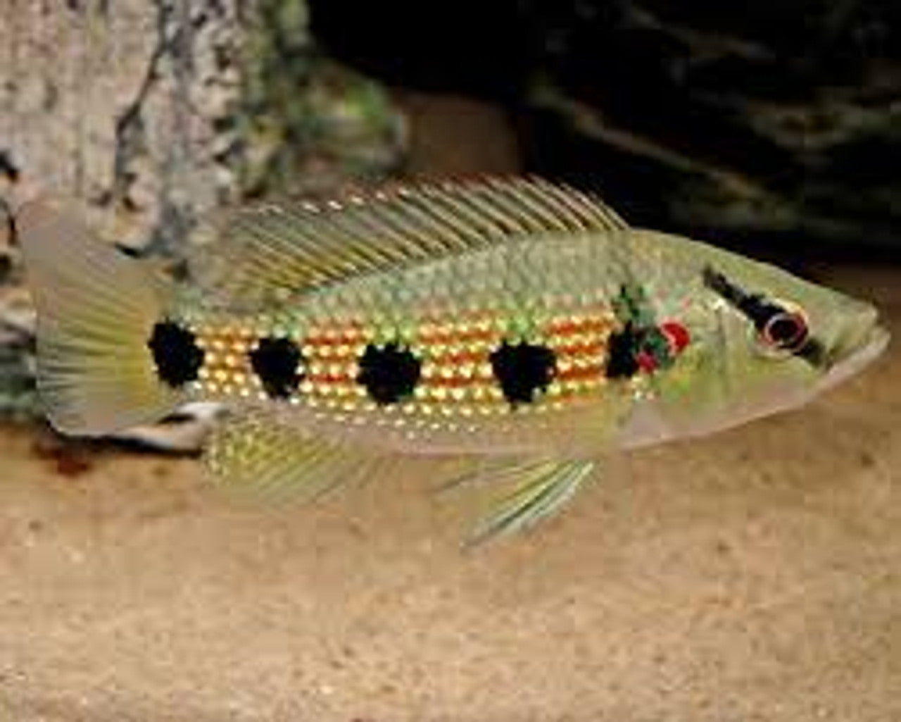 Jewel Fish 5 Spot – Danaqua Live Fish & More