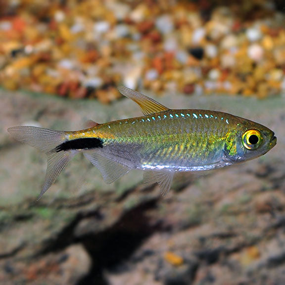 Alestes Tetra – Danaqua Live Fish & More