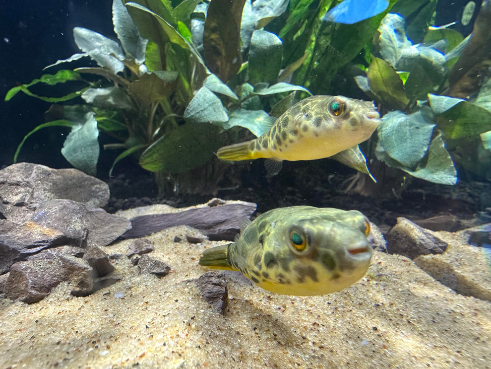 Spotted Congo Puffer Fish (Tetraodon schoutedeni) – Danaqua Live Fish ...