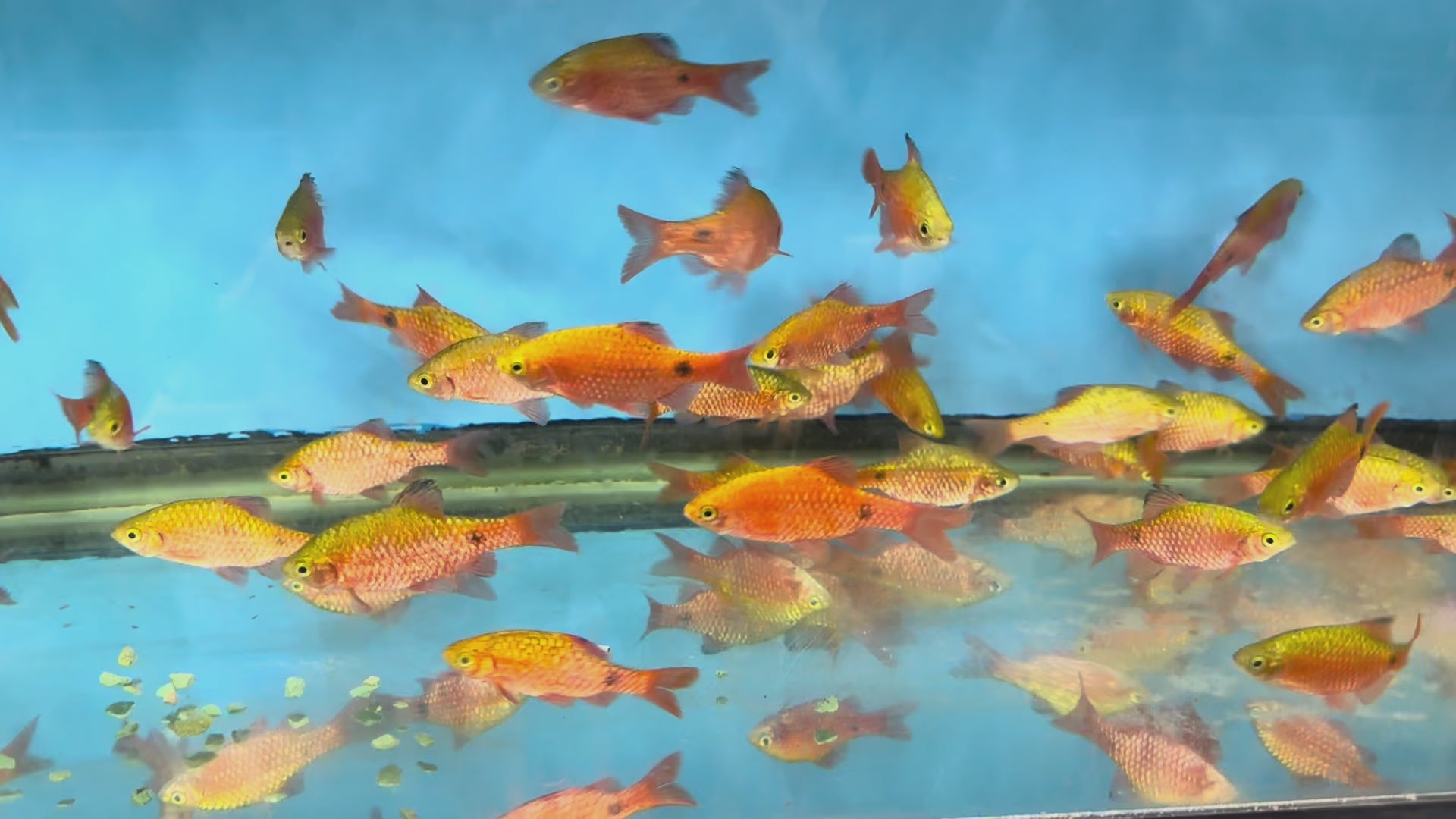 Rosey Barb – Danaqua Live Fish & More