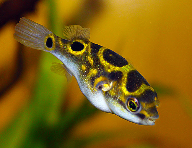 Puffer Figure Eight – Danaqua Live Fish & More