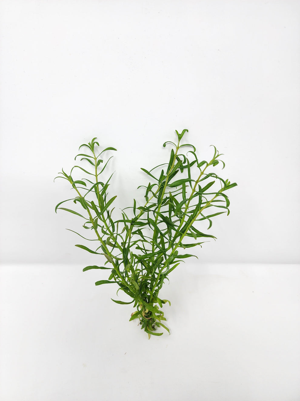 Rotala Red Cross – Danaqua Live Fish & More