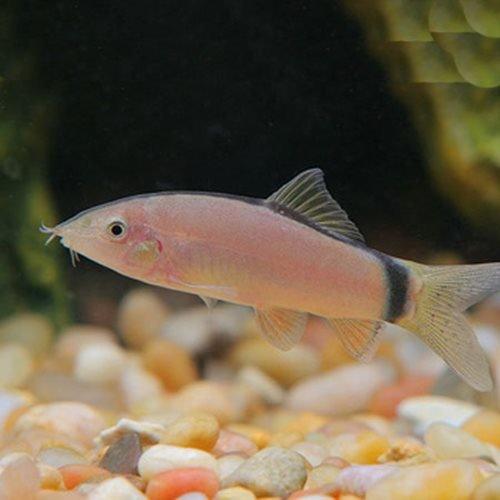 BOTIA (Botiidae) & LOACH (Cobitoidea) – Danaqua Live Fish & More